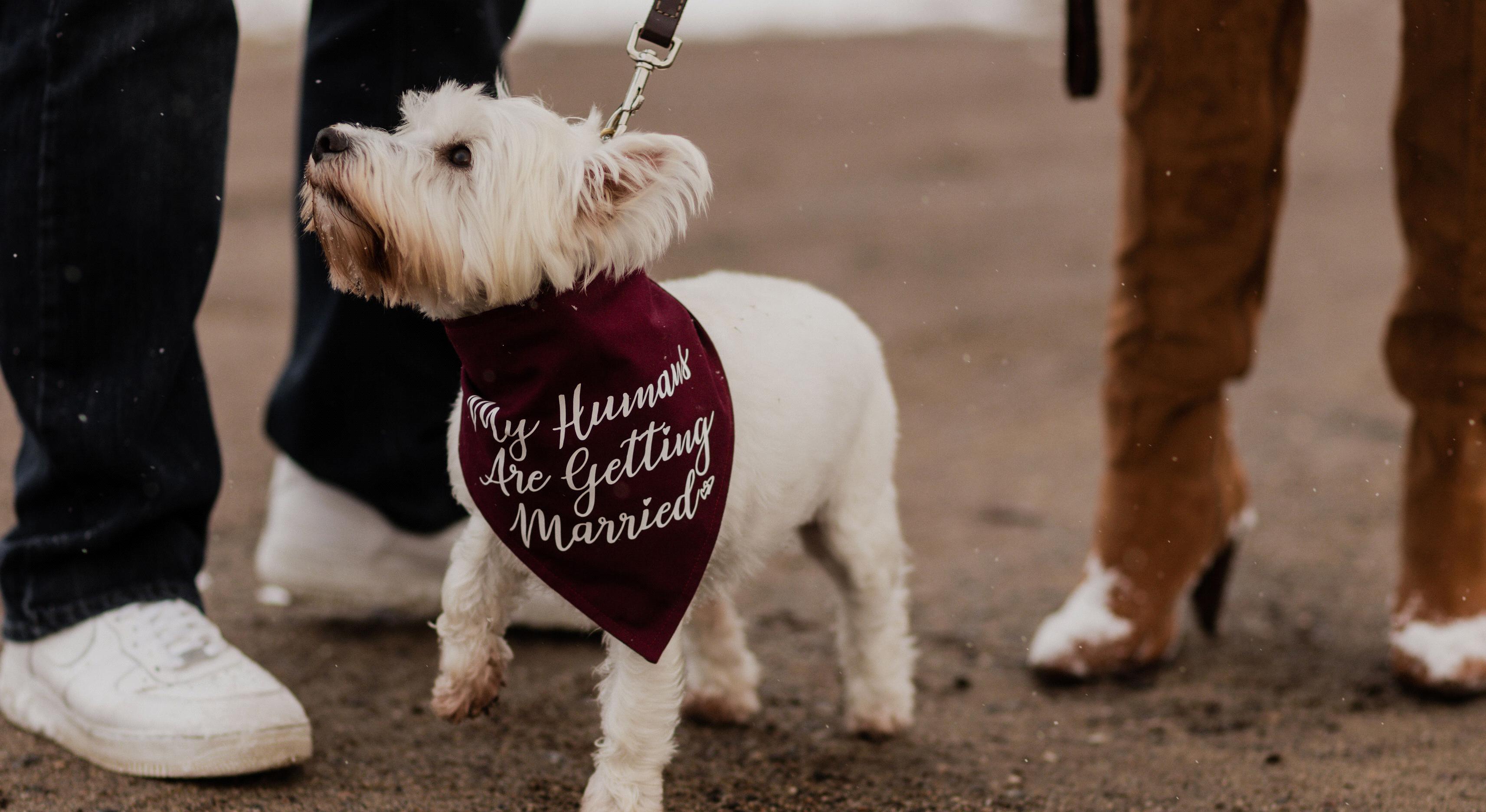 Alexis Brewer and Richard Welliver's Wedding Website