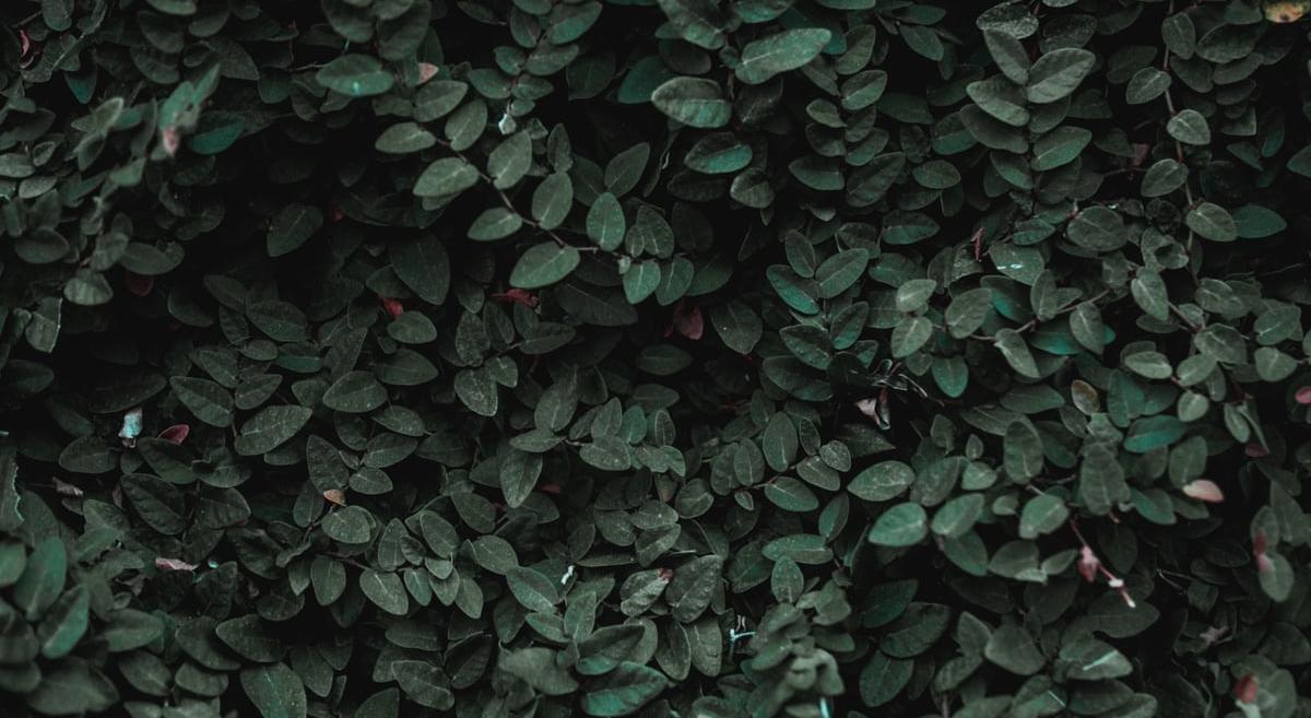 Annie Ngo and Don Sinak's Wedding Website