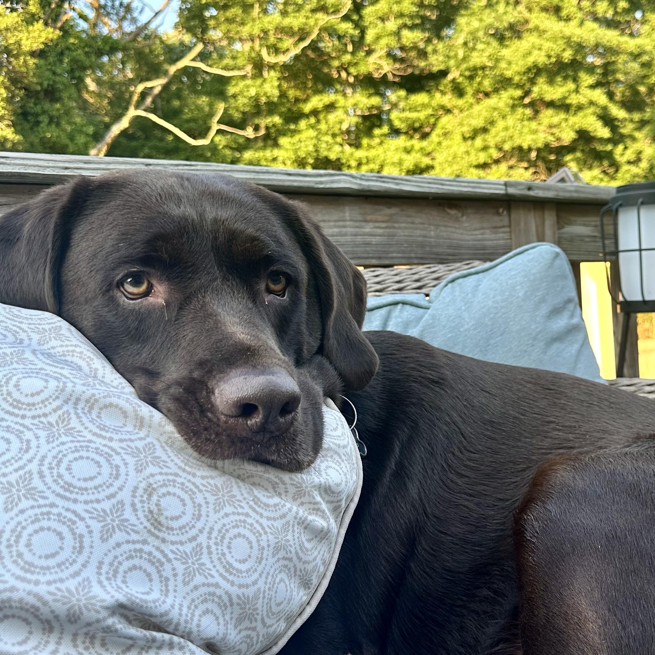 Marisa Peragine and William Neely's Wedding Registry on Zola