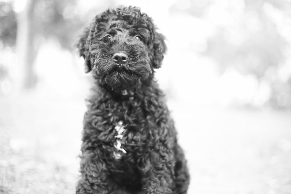 Noah Hoffman and Yasmin Mattar's Wedding Website