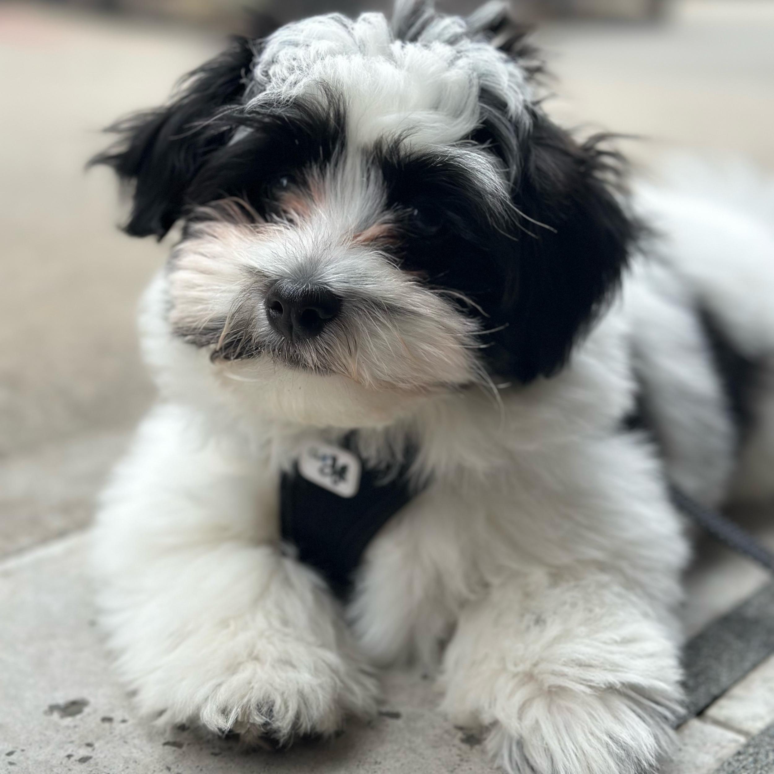 Tanya Bagheri and Troy Rolnick's Wedding Registry on Zola