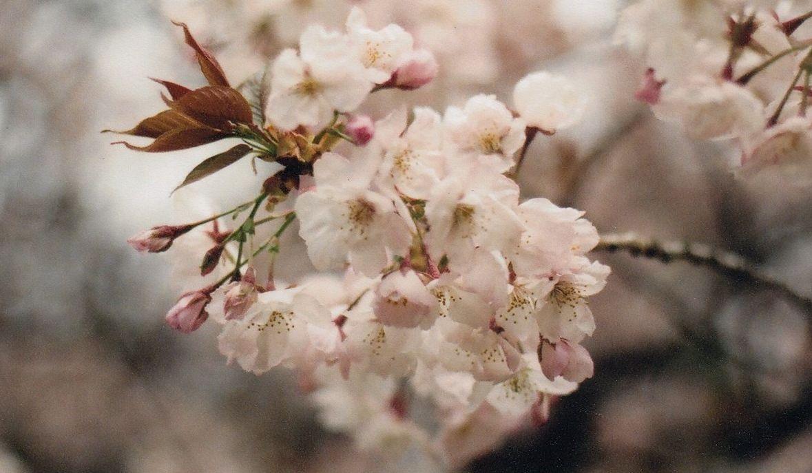 Heather Burdsall and Jordan Marx's Wedding Website