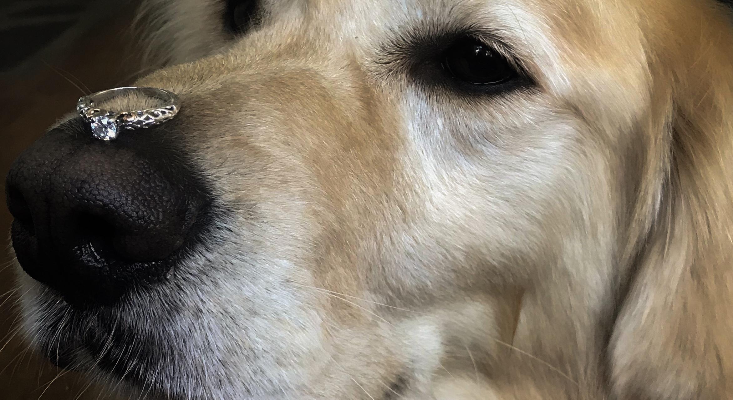 Megan Ingram and Ben Rothermel's Wedding Website