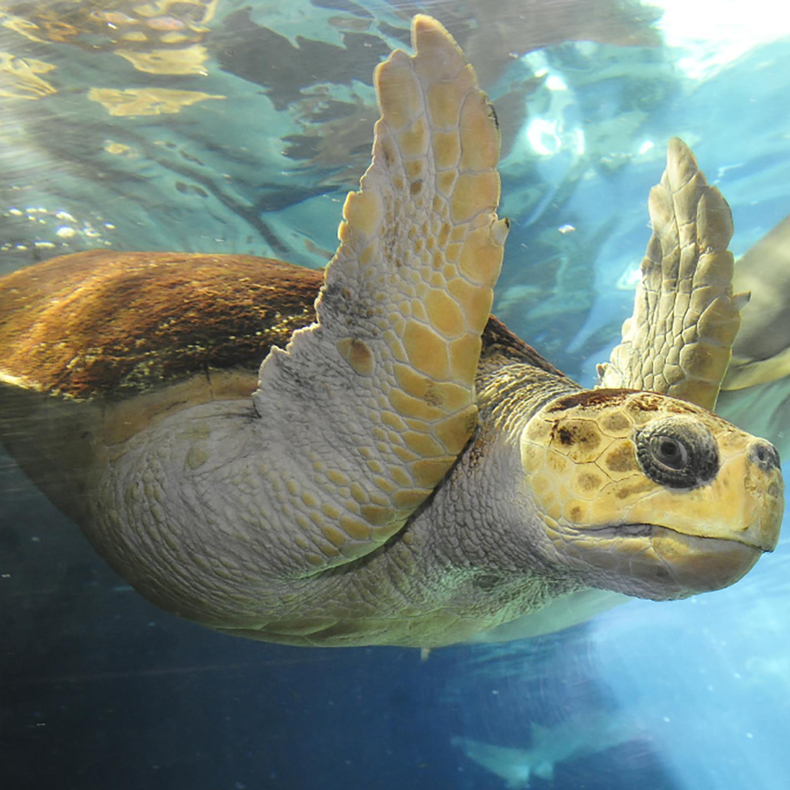 GlobalGiving, Donation to an Animal Charity | Zola