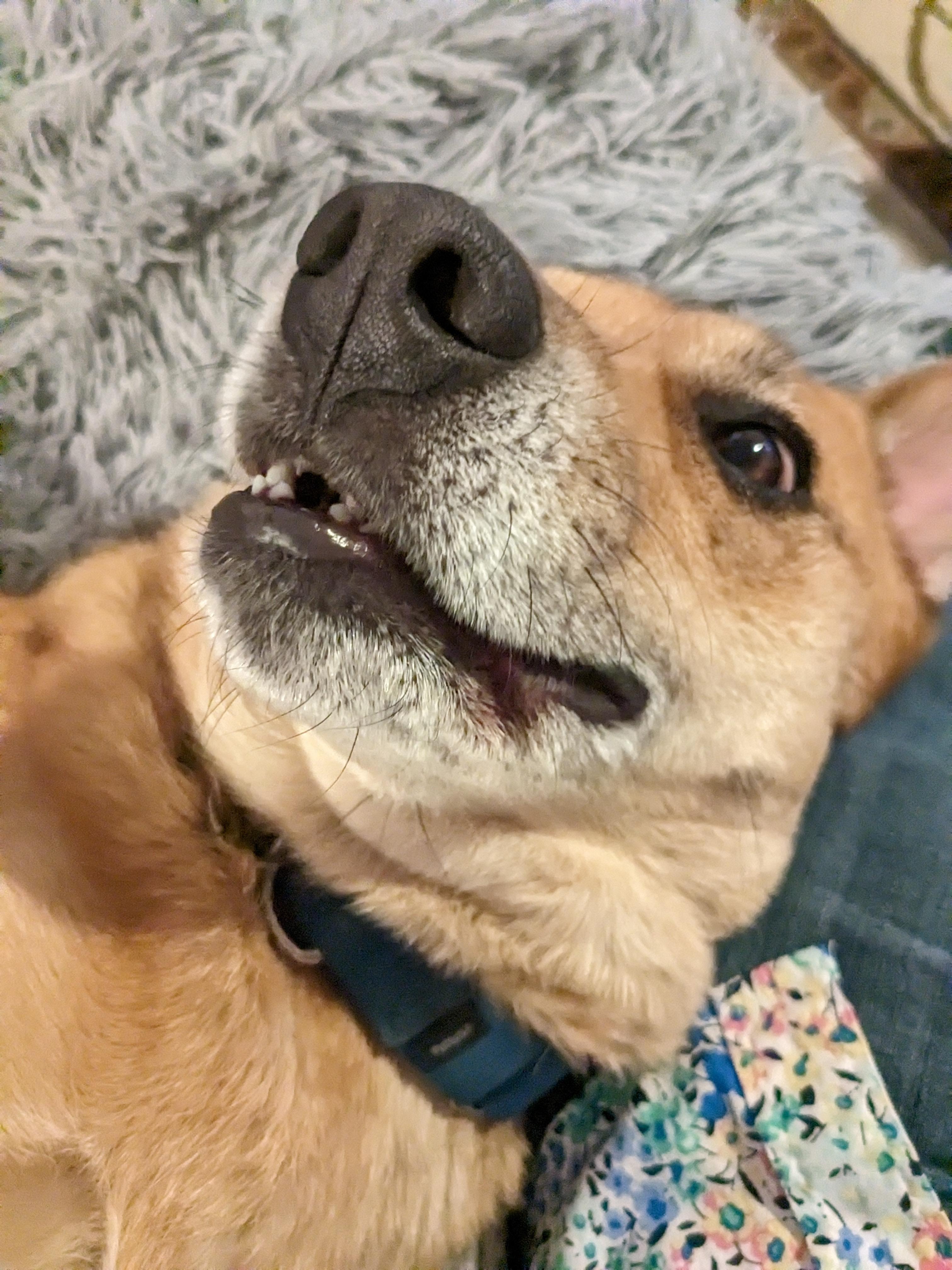 Bongus Plonkis and Krembo Balembo's Wedding Website