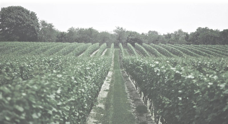 Kate Morrison and Taylor Dodds' Wedding Website