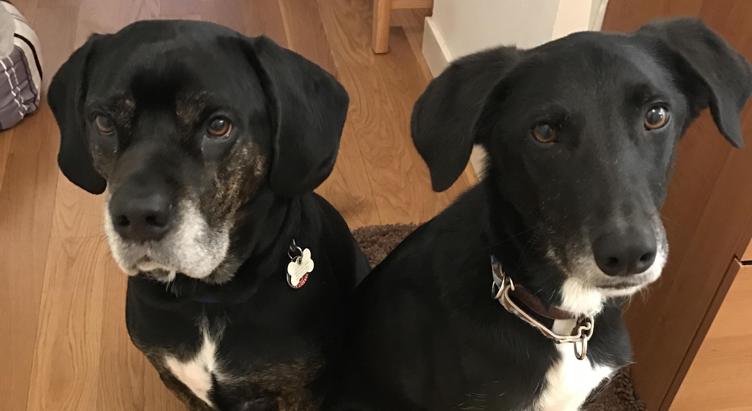 Anjali Deshpande and David Gartman's Wedding Website