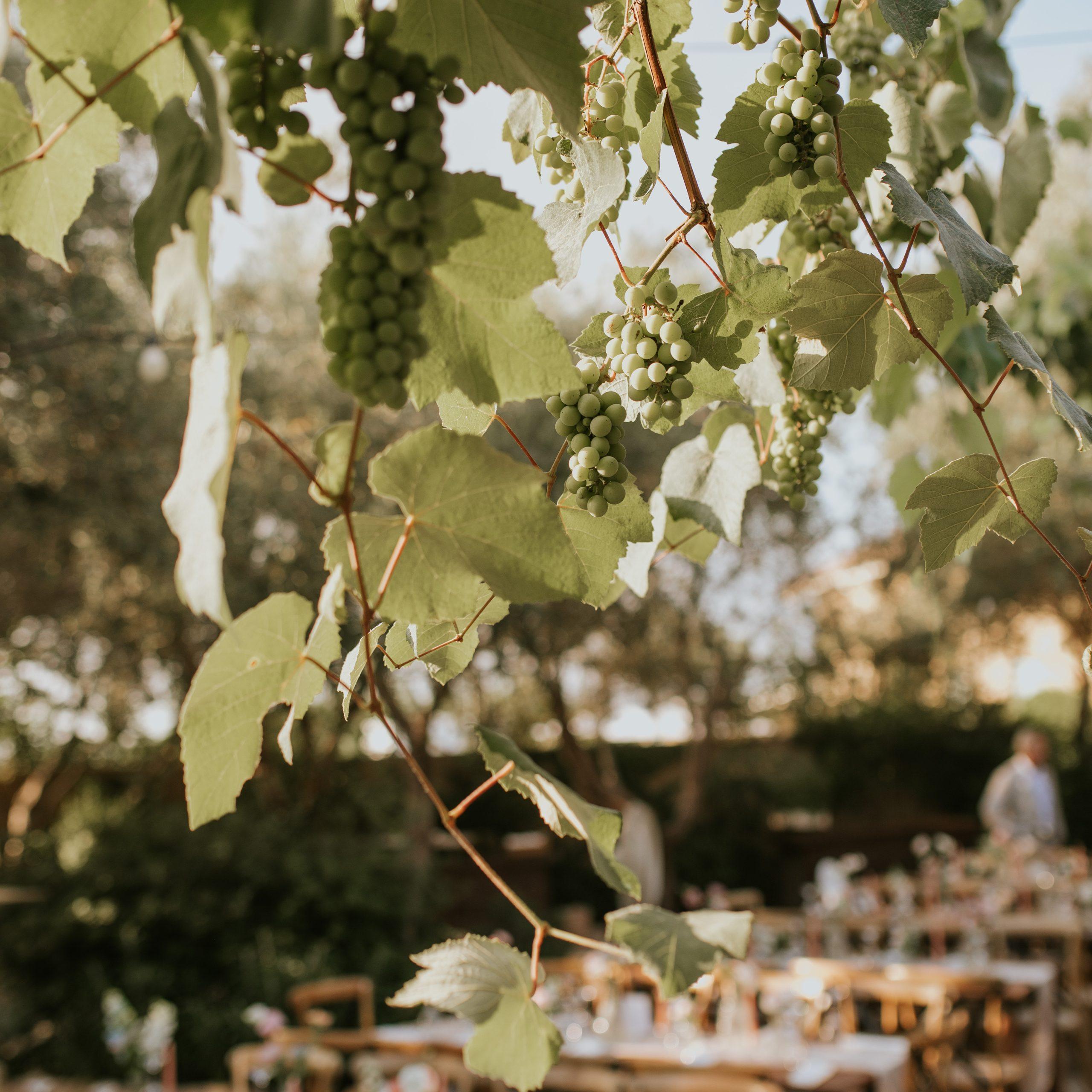 Yuval Dushansky and Almog Kellner's Wedding Website