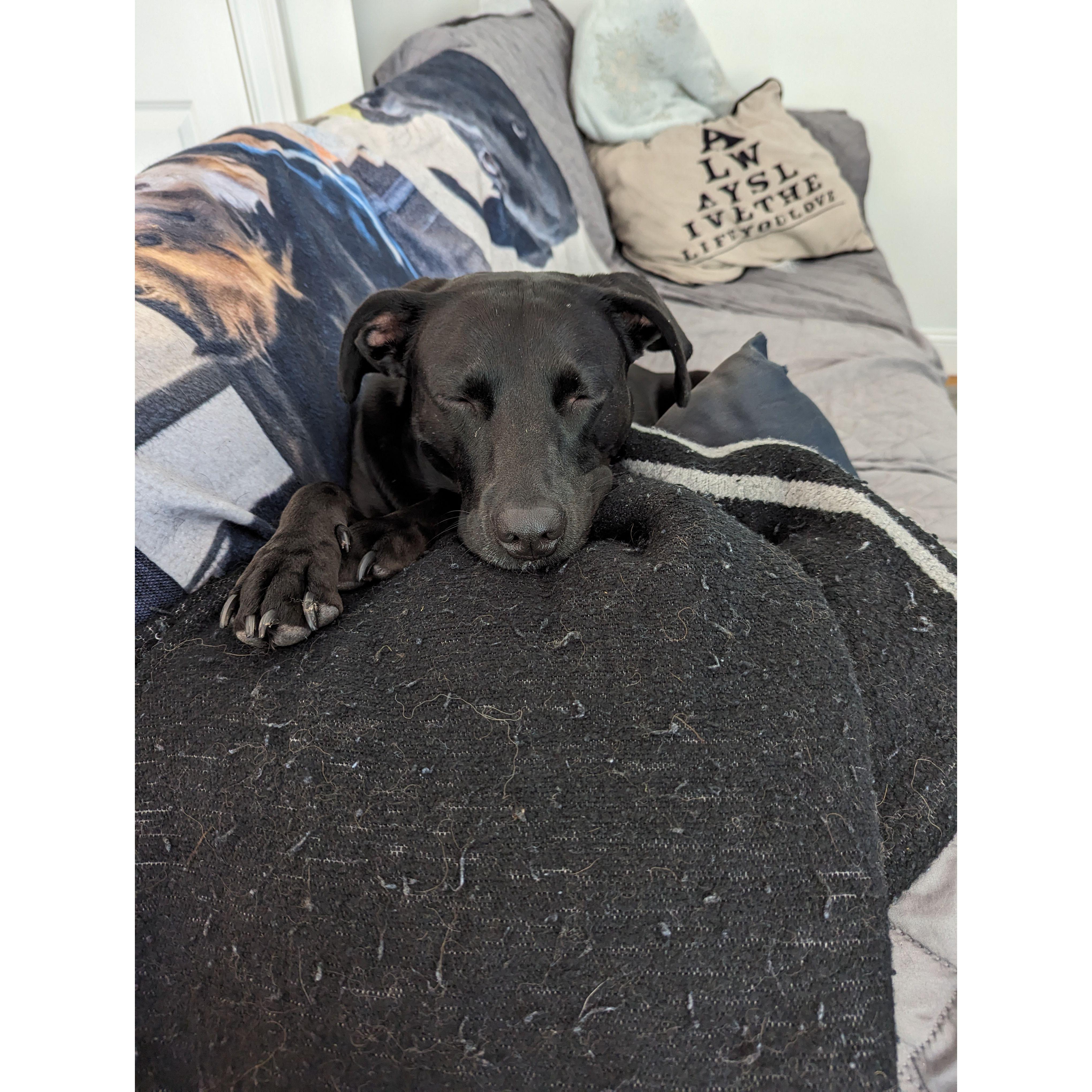 Justin Bouchard and Judy Bloom's Wedding Website