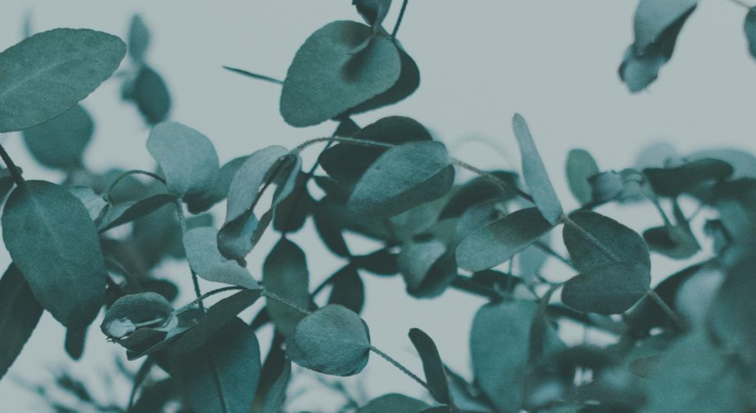 Phoebe Medina and Sheldon Prasadi's Wedding Website