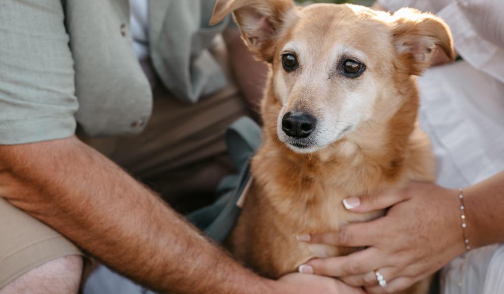 Maddison Sharp and Brian Messner's Wedding Website