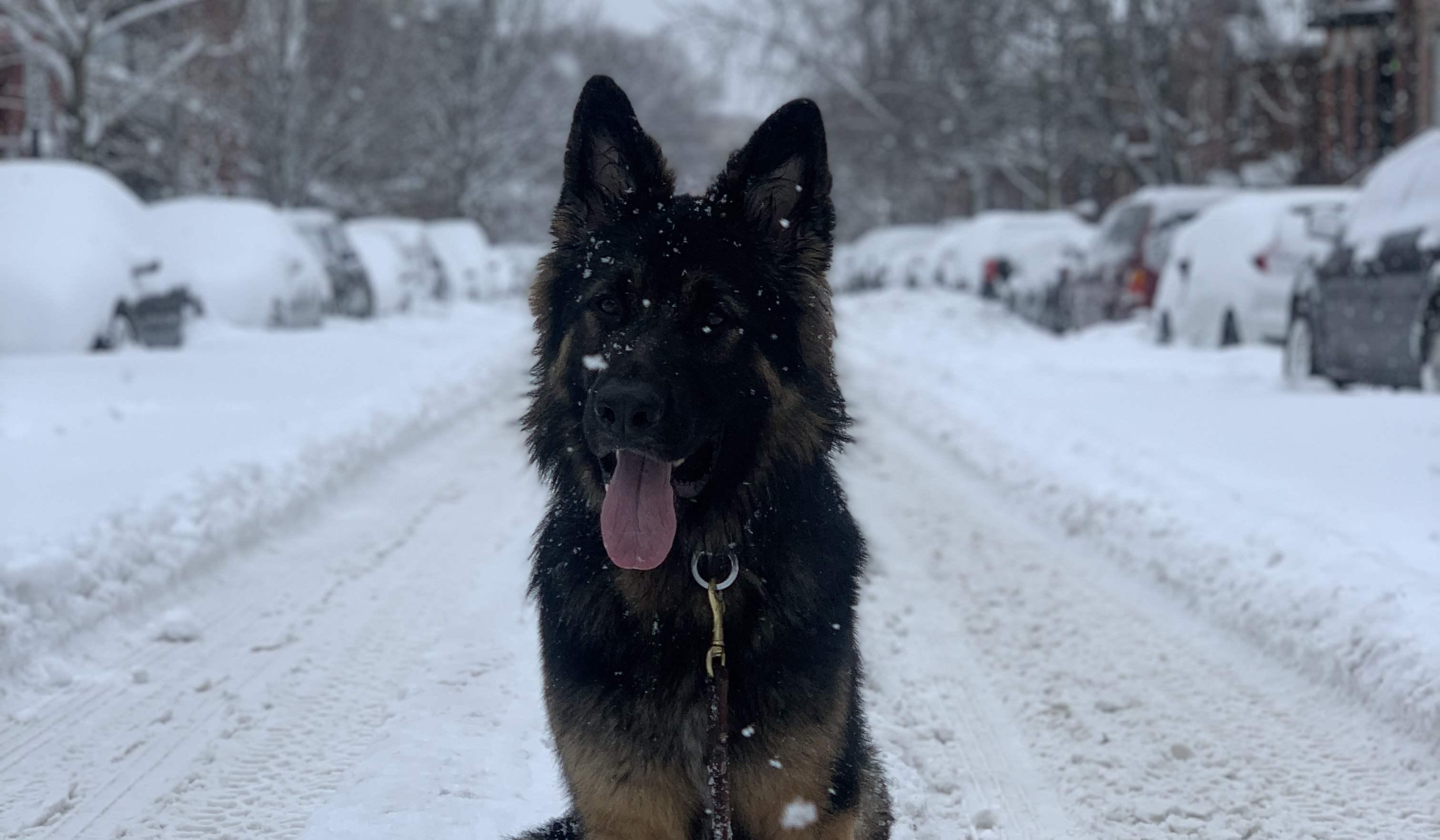 Cole Halligan and Maeve Kennedy's Wedding Website