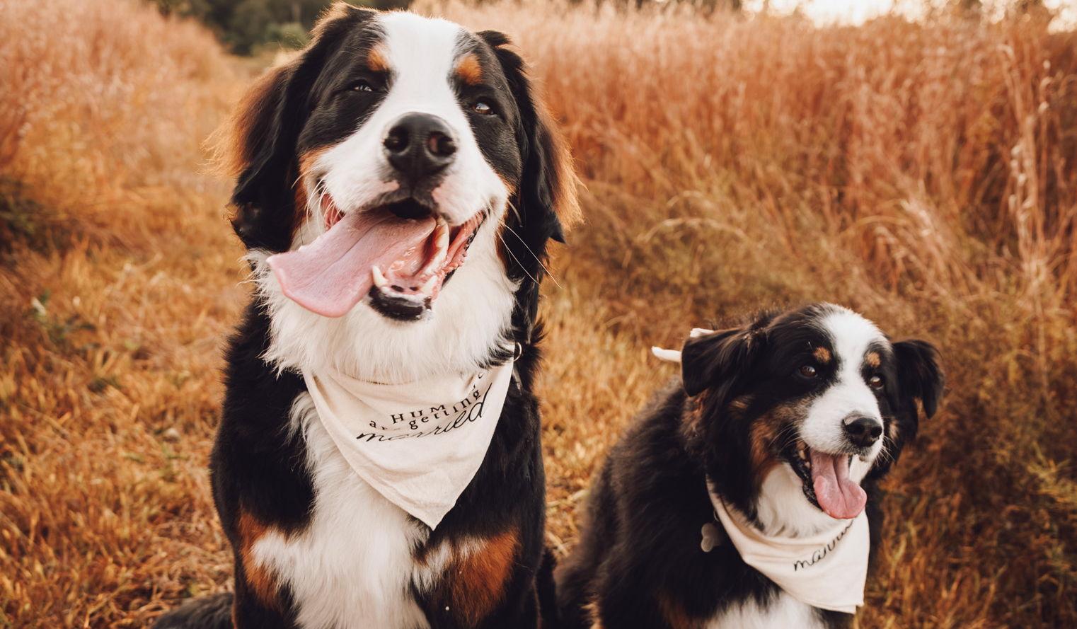 Alexis Ferris and Timothy Girard's Wedding Website