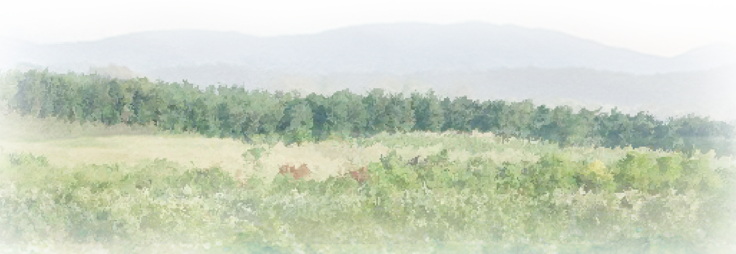 Ana Delucchi and Jake Zier's Wedding Website