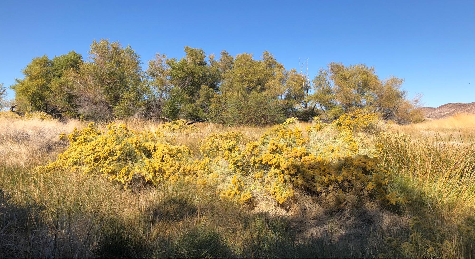 Yesenia Barragan-Benítez and Alexander Larson's Wedding Website