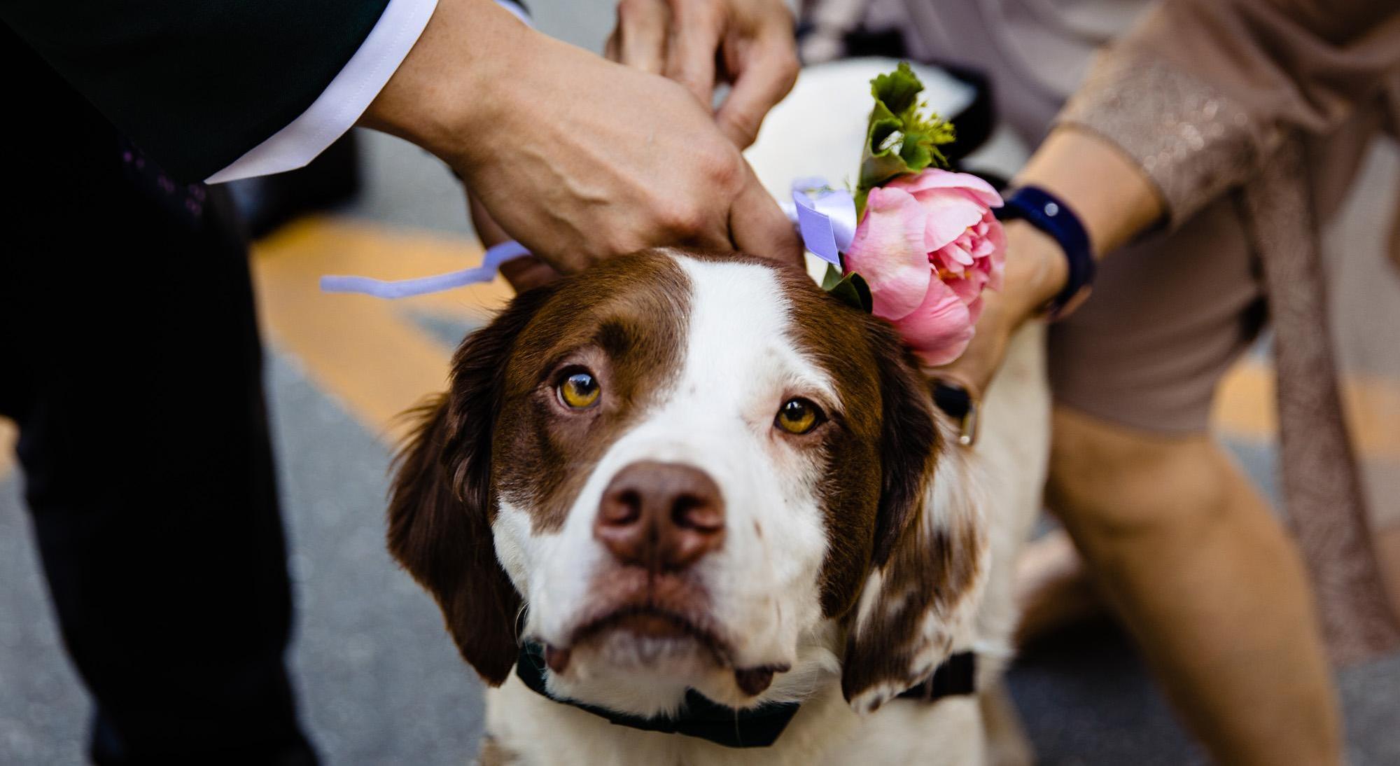 Ariel Yoffe and Michael Leong's Wedding Website