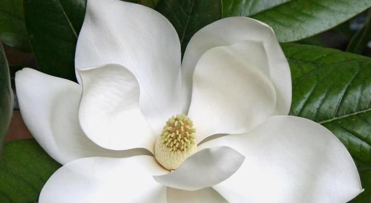 Rosalyn Wilson and Dylan Clements' Wedding Website