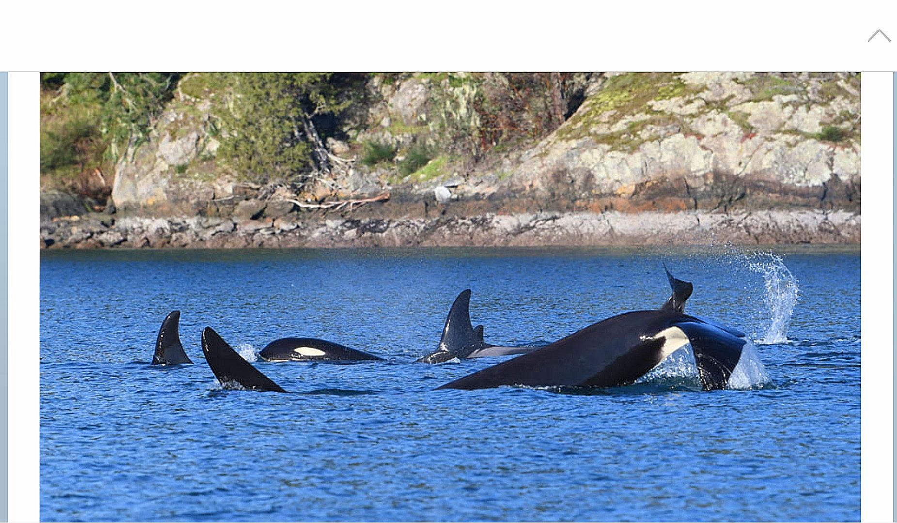 Jordan Stout and Mason Zambrovitz's Wedding Website