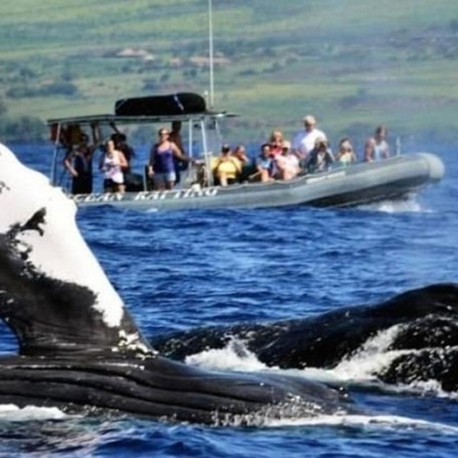 Spur Experiences, Whale Watch and Snorkel Raft Tour for 2 - Lahaina, HI ...