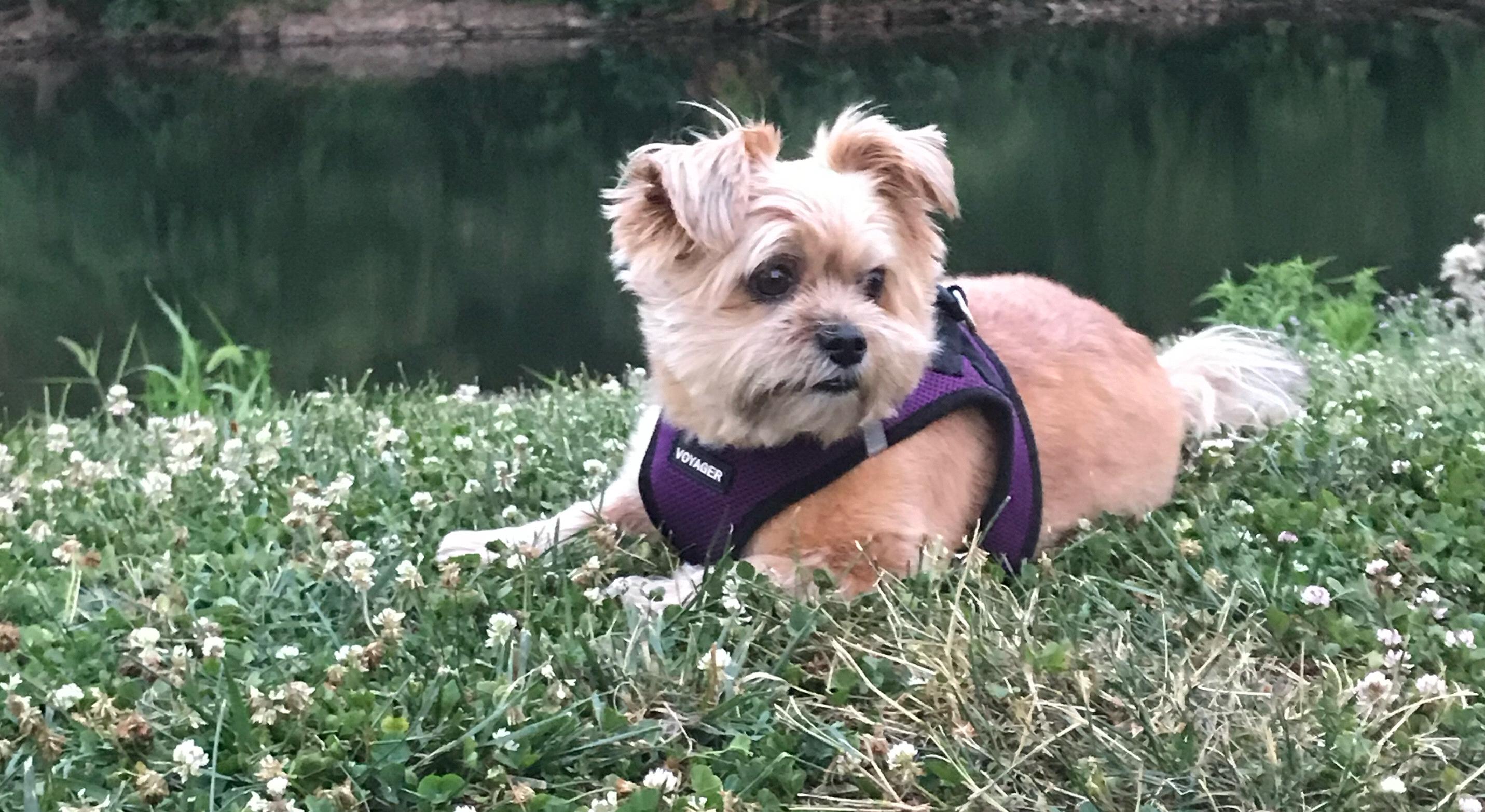 Christina Hepp and Brian Gesicki's Wedding Website