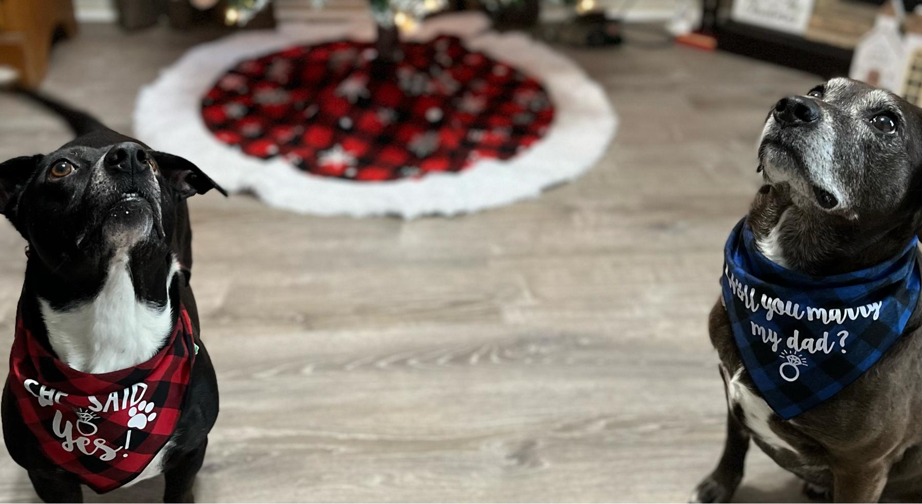 Meena McGowan and Michael Del Signore's Wedding Website