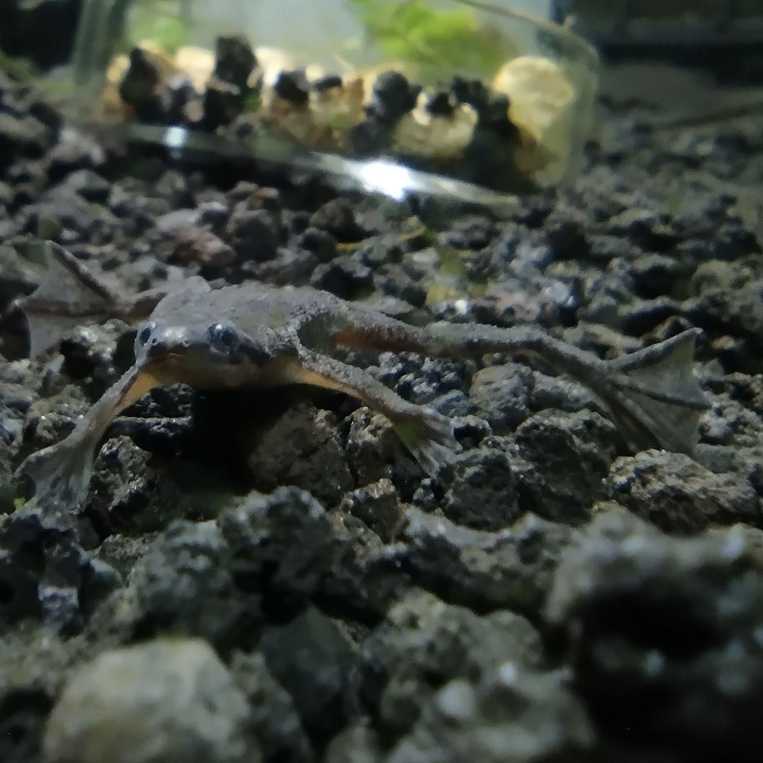 Teya Fox and Travis Asbury's Wedding Website