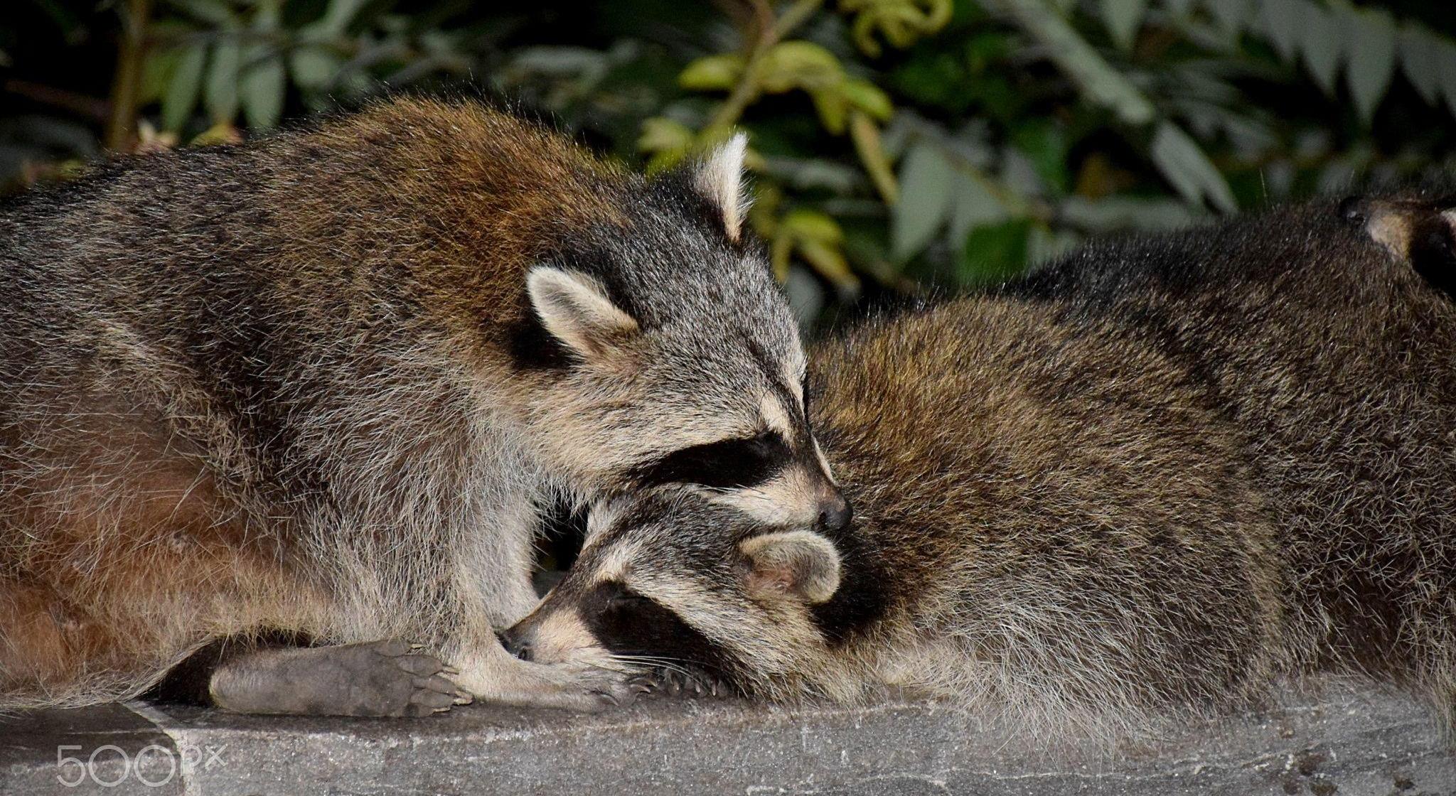 Kate Enman and Roman Cochet's Wedding Website