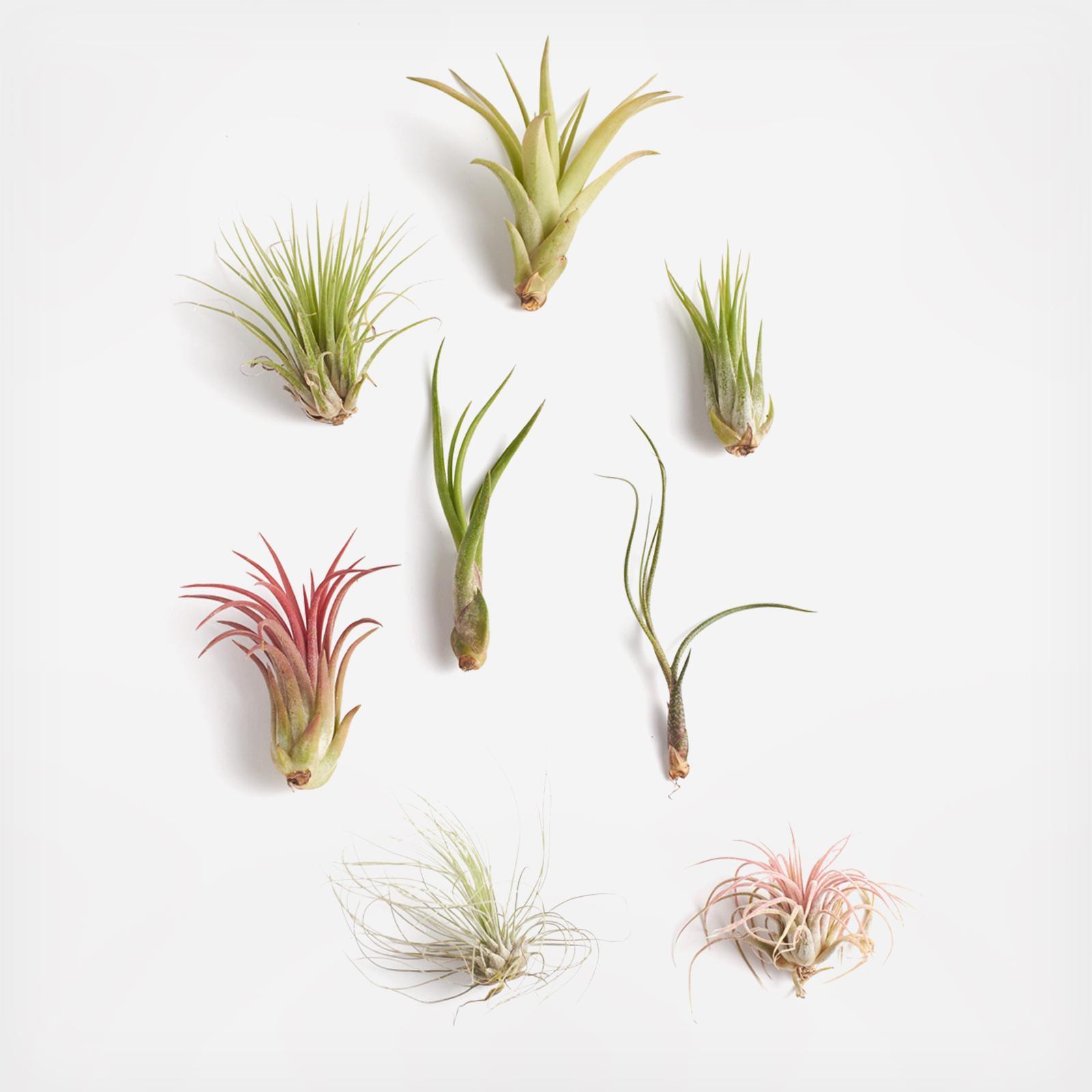 Home Botanicals, 8-Piece Assorted Air Plant Collection | Zola