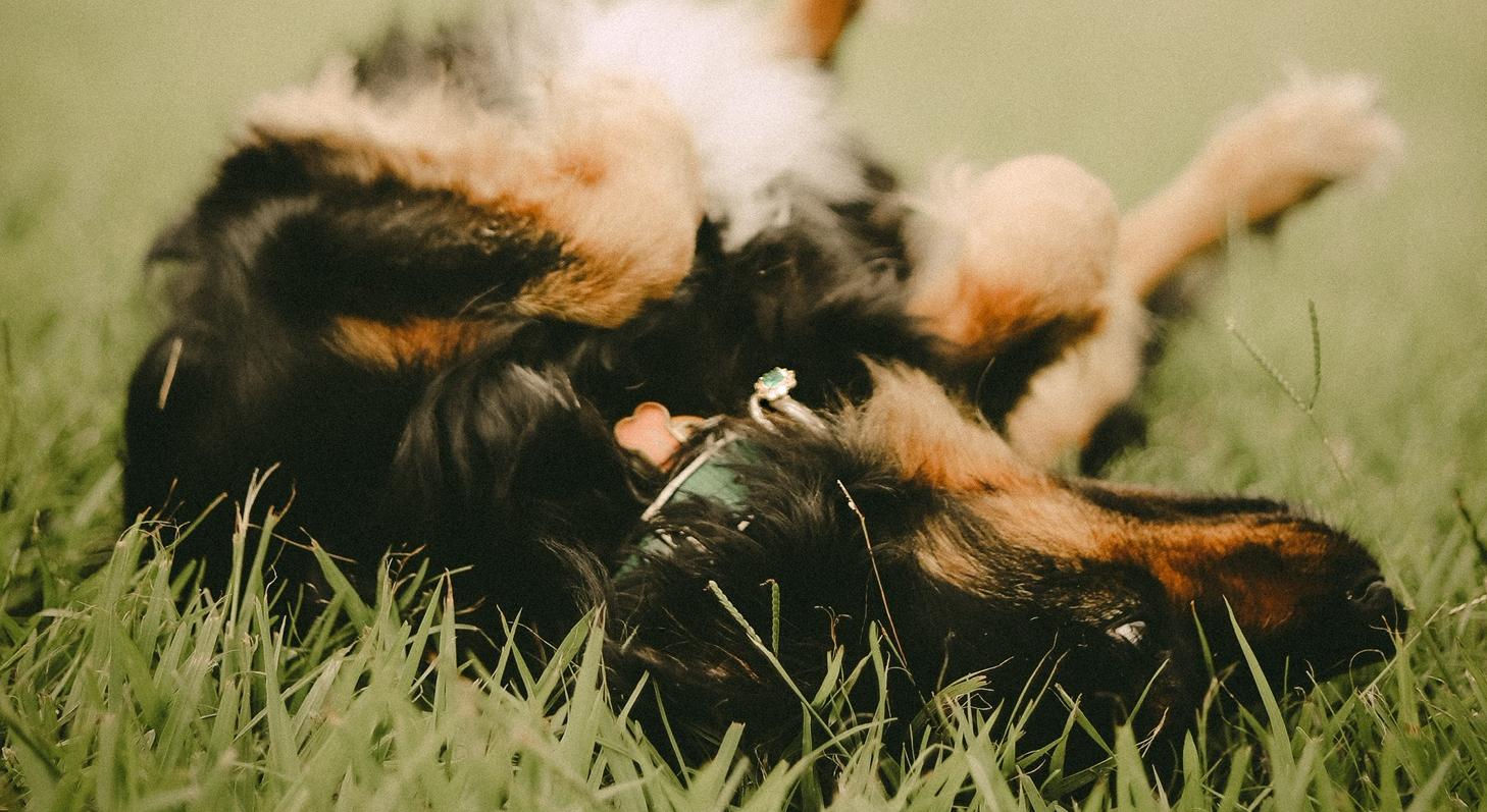 Allison Newton and Cameron Ott's Wedding Website