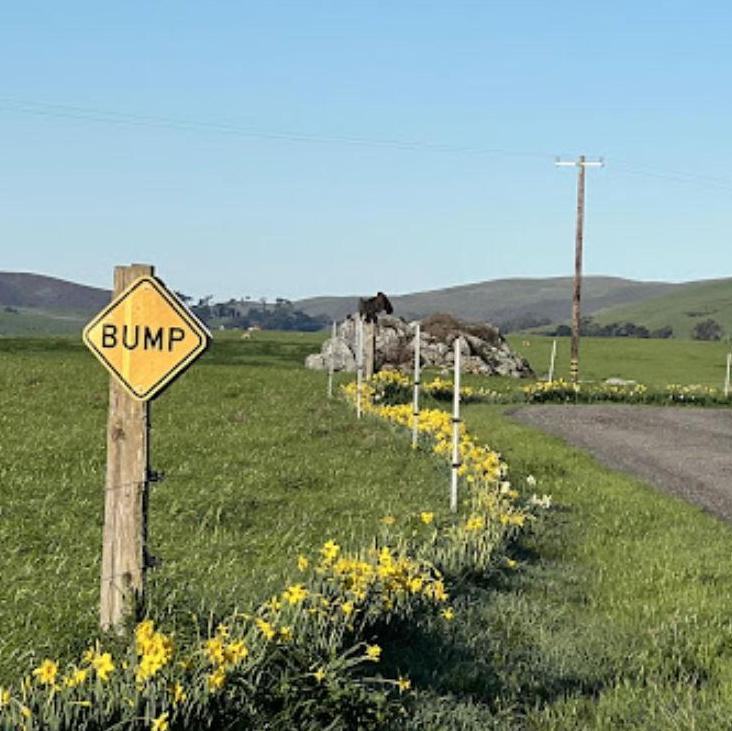 Anne Motlow and Mericos Rhodes' Wedding Website