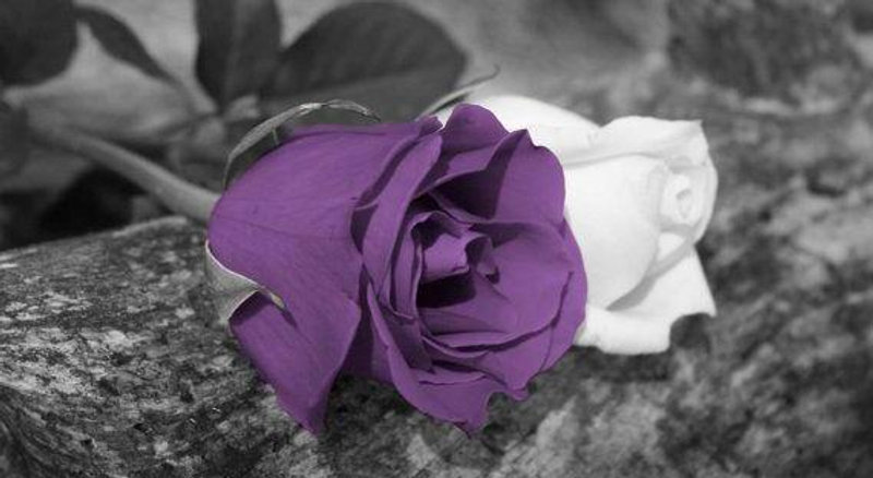 Rebecca Rowe and Daniel Hyden's Wedding Website