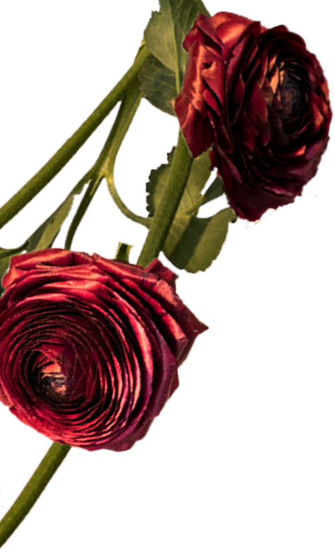 Natania Wright and Nick Froehlich's Wedding Website