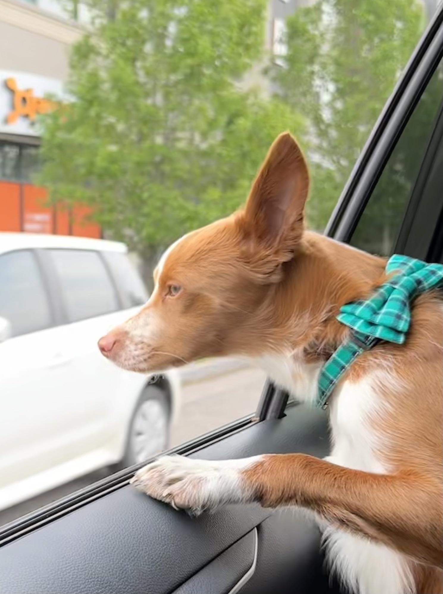 Alexandra Givan and Simon Nyang's Wedding Website