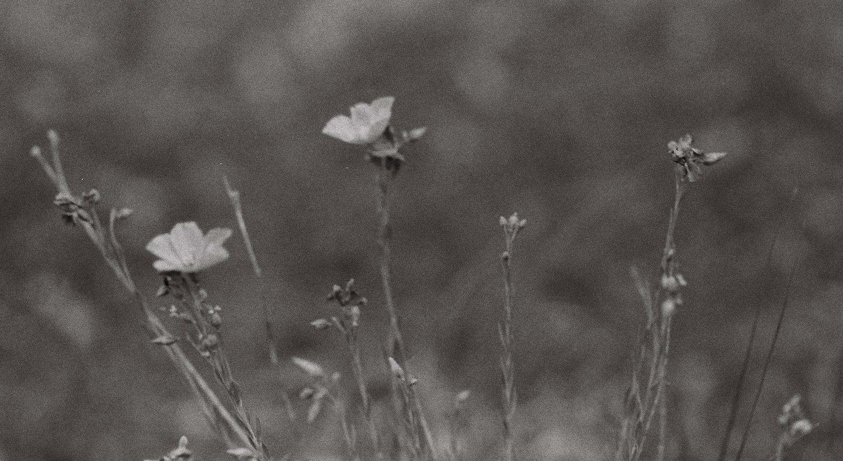 Megan Elizabeth Jackson and Samuel Huntington Templeman IV's Wedding ...