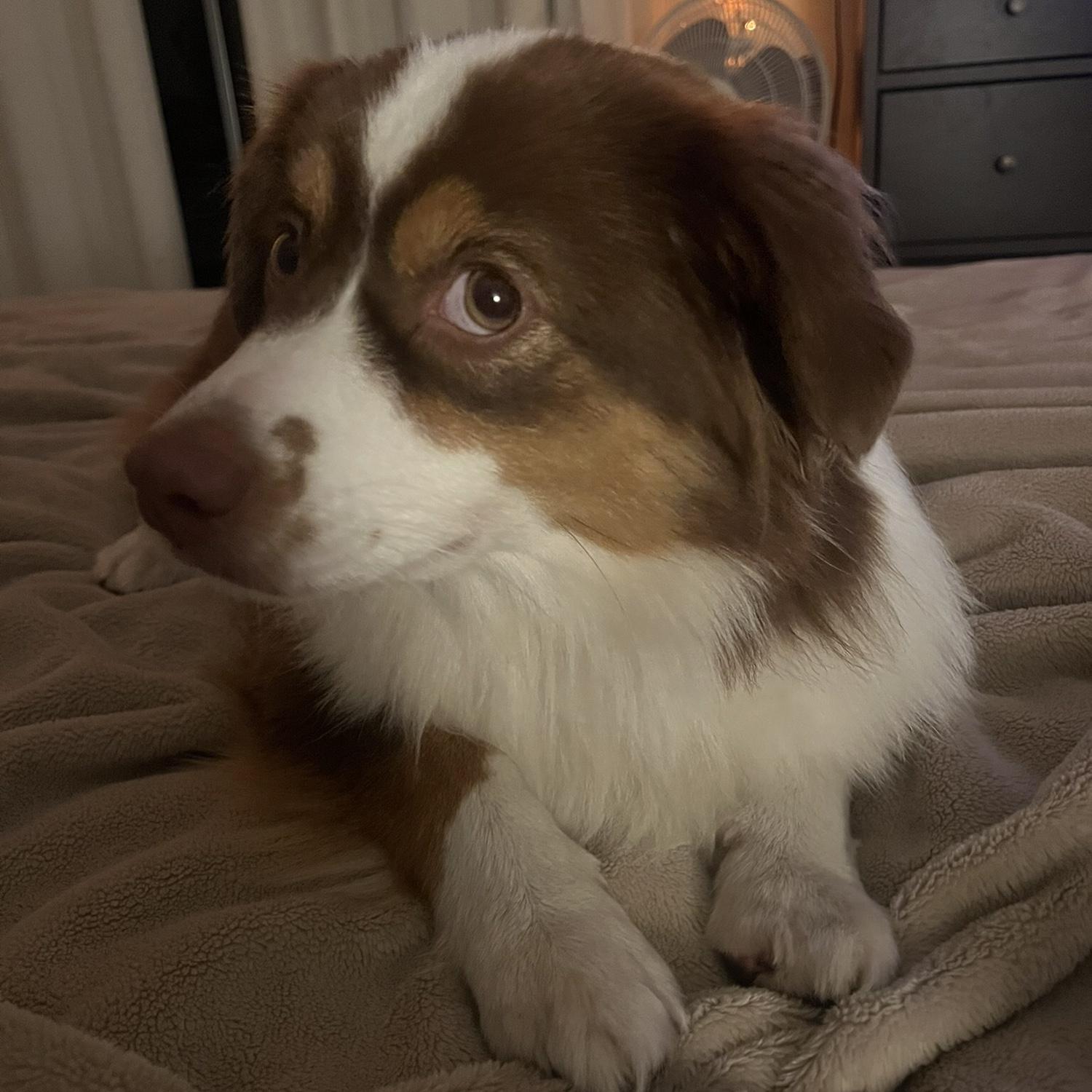 Mya Carlsen and David King's Wedding Website