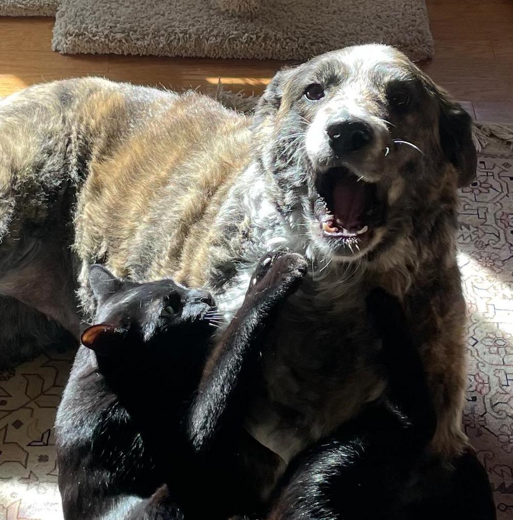 Sarah Sumita Kosso and Darius Harlan Mahmoudi's Wedding Website